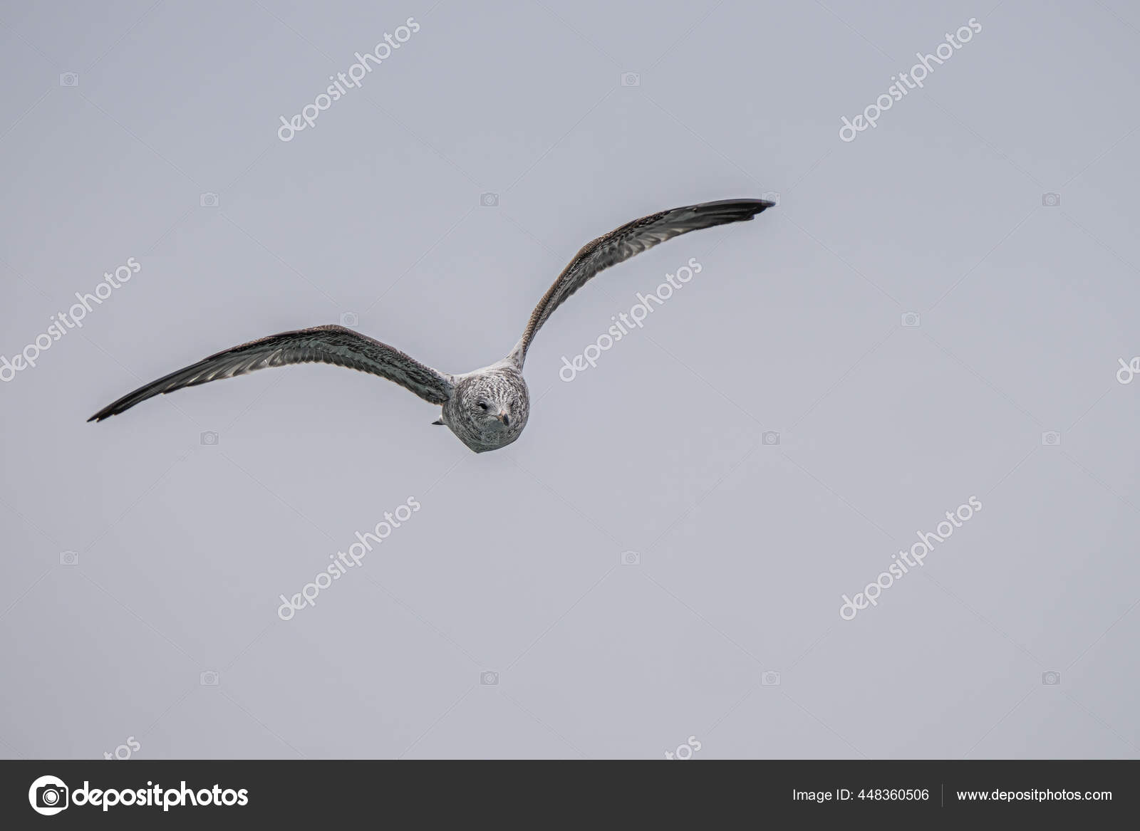 Seagull Soars High Wings Spread Wide Cold Day Winter ⬇ Stock Photo ... Seagull Soars High Wings Spread Wide Cold Day Winter ⬇ Stock Photo ...