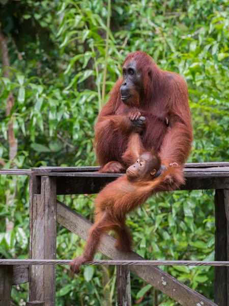 Baby Orangutan Standing