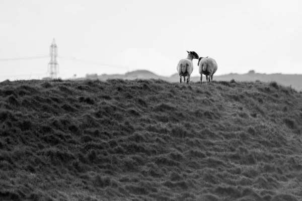 Cattle keepers Stock Photos, Royalty Free Cattle keepers Images ...