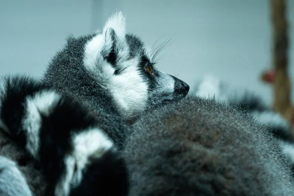 Pictures of raccoon babies Stock Photos, Royalty Free Pictures of ...