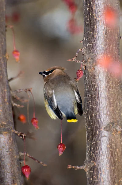 Muérdago de aves fotos de stock, imágenes de Muérdago de aves sin ...