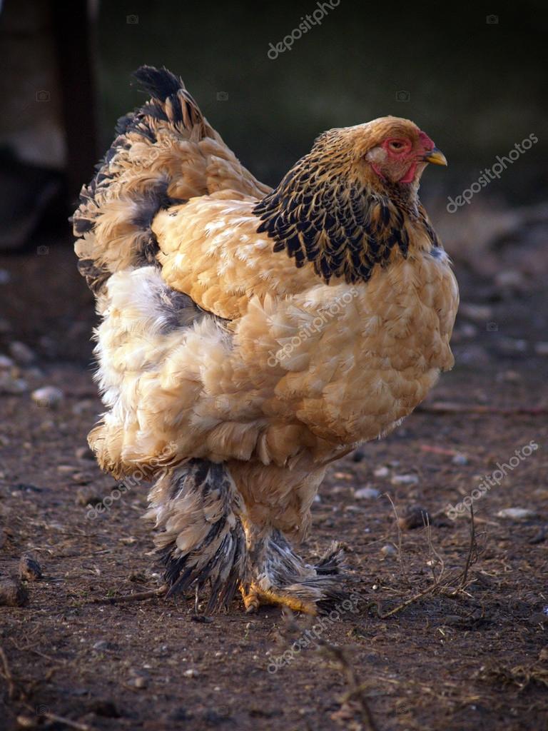 Poultry - Brahma chicken — Stock Photo © andreamangoni #56630883
