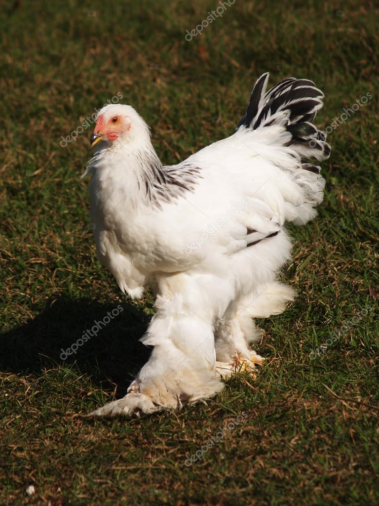 Poultry - Brahma chicken — Stock Photo © andreamangoni #56631755