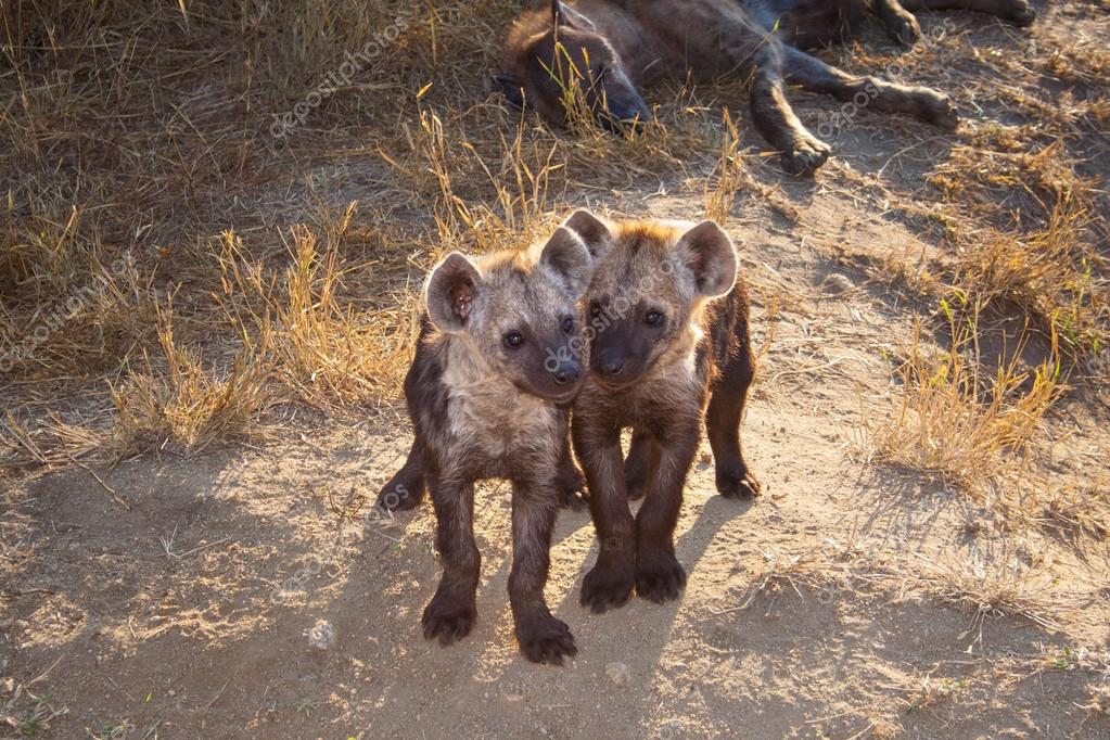 Baby Laughing Hyena