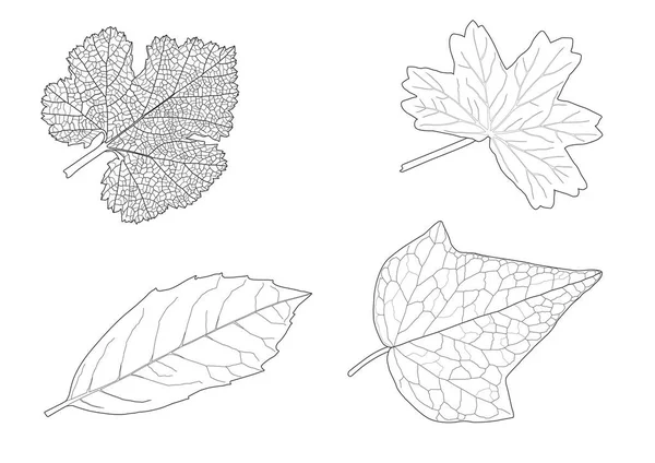 Ojas para dibujar fotos de stock, imágenes de Ojas para dibujar sin ...