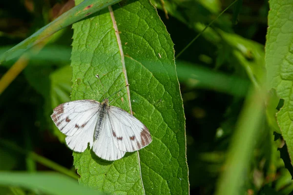 White carniola Stock Photos, Royalty Free White carniola Images ...