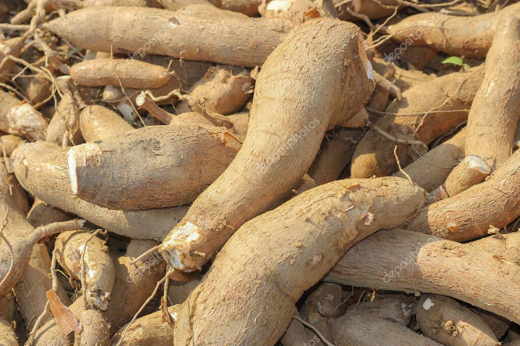 mandioca grande o planta de tapioca, género Manihot, mandioca en el ...