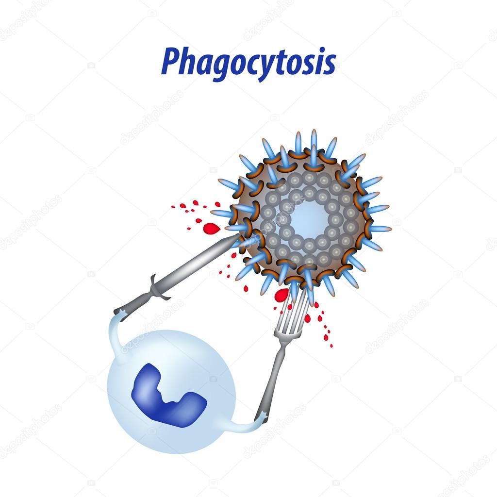 Macrophage Phagocytosis Animation