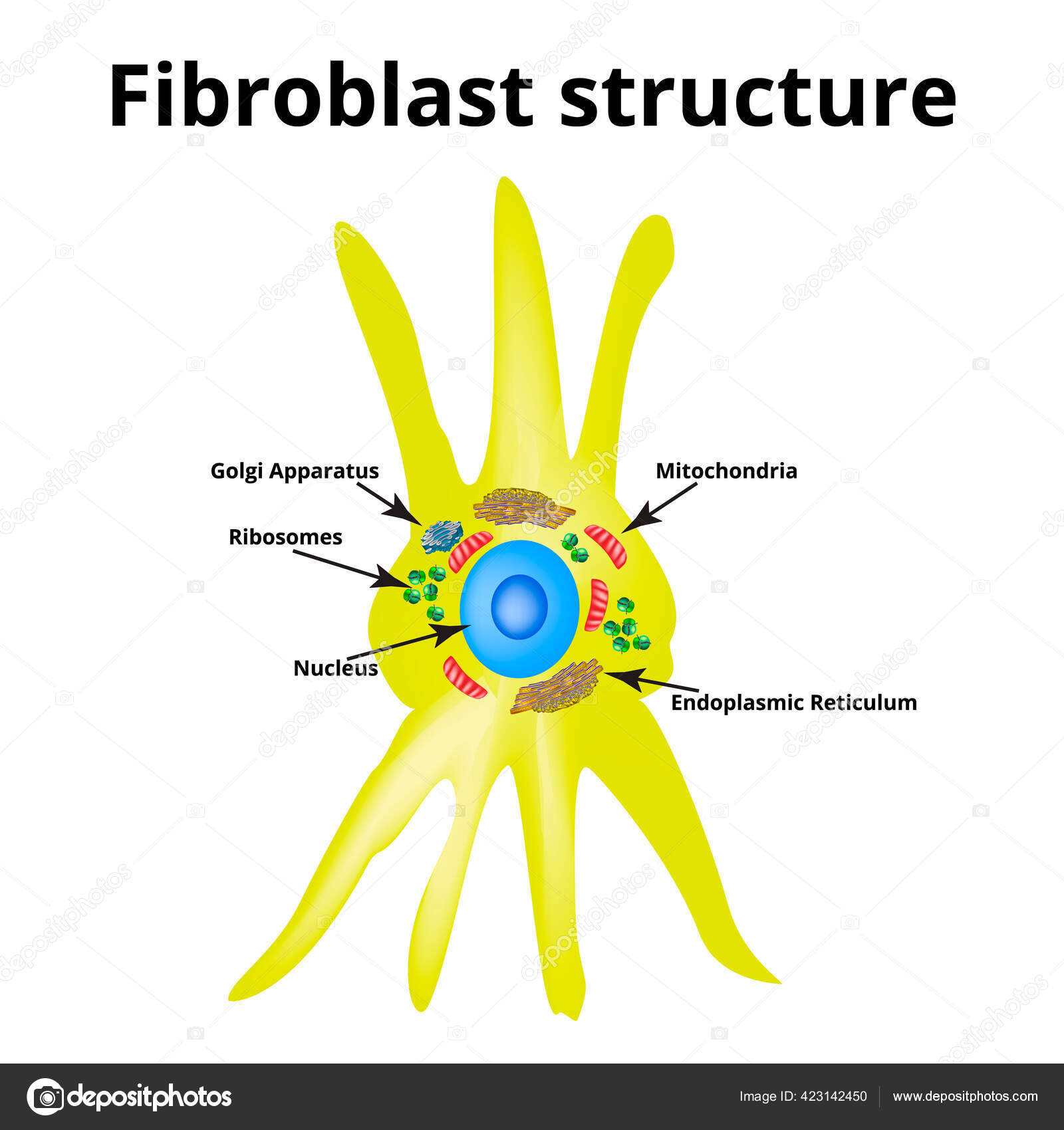 Fibroblastos O Que é - BRAINCP