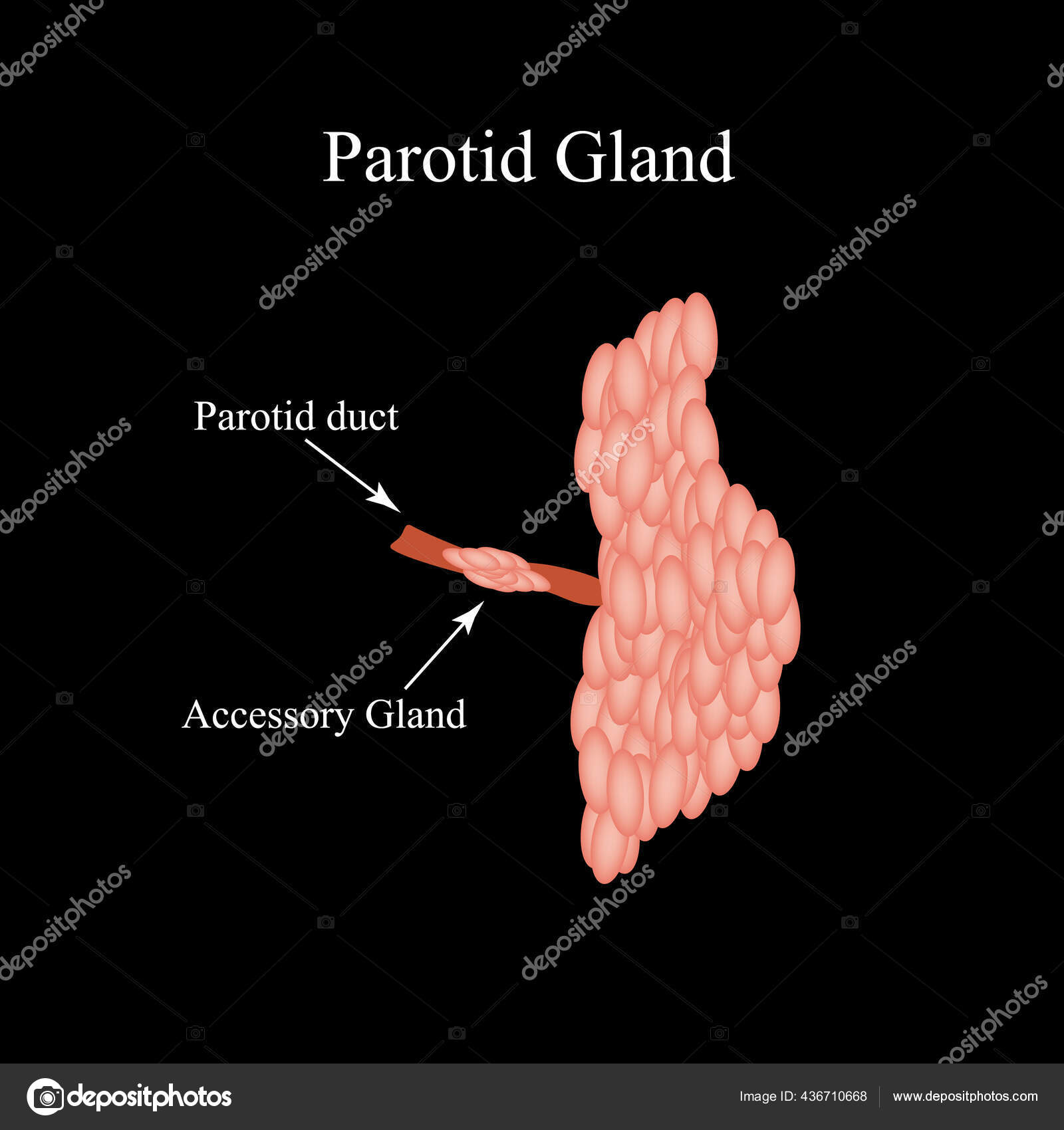 Glándula salival parotídea. Estructura de la glándula salival parótida ...