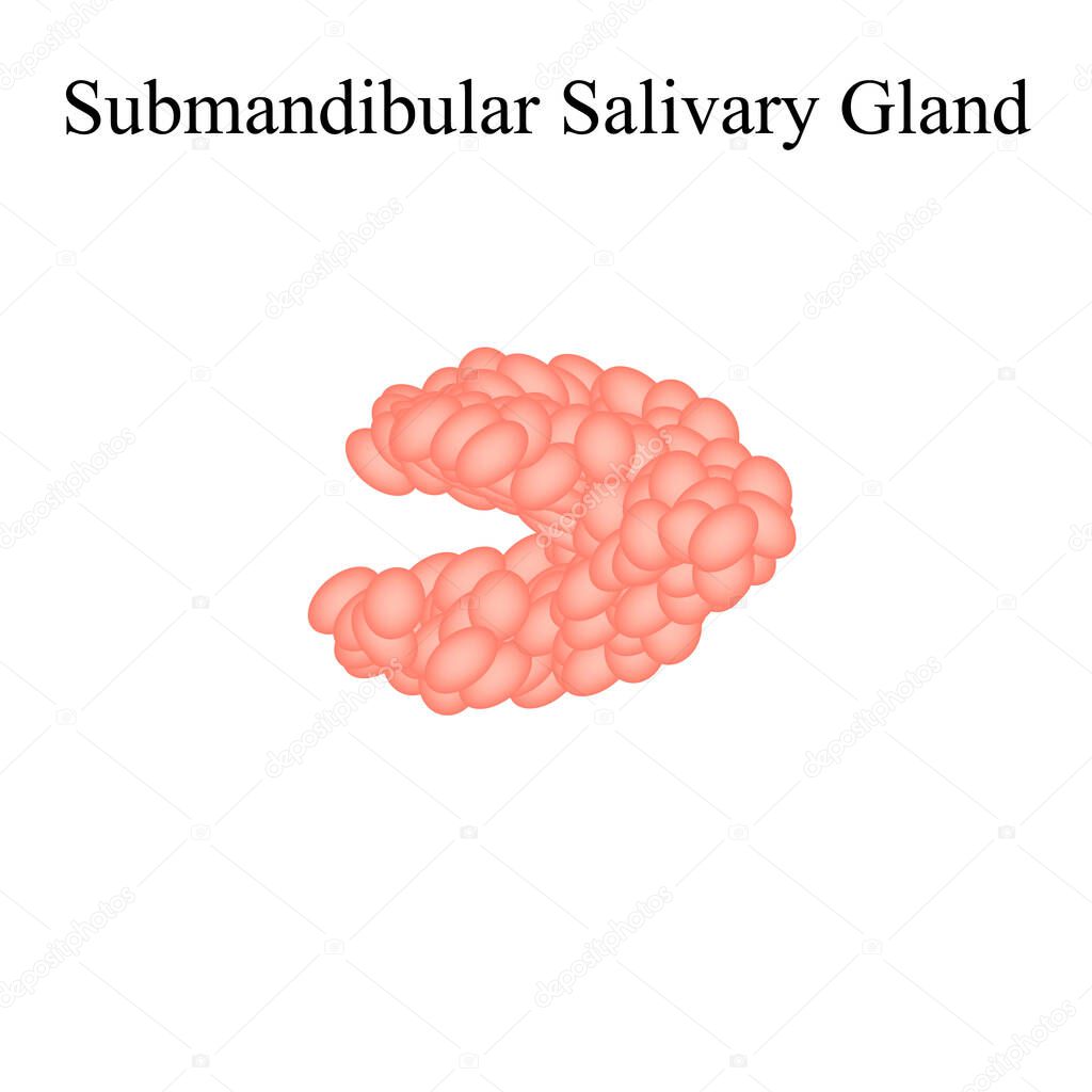 Glándula salival submandibular. Estructura de la glándula salival ...