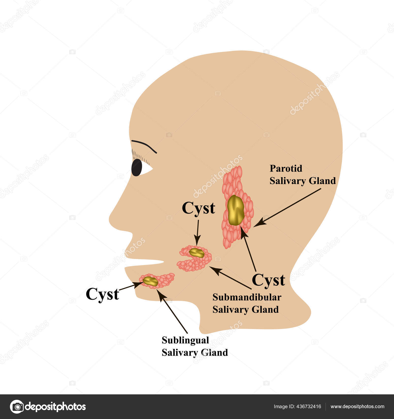 Hoven Sublingual Kjertel Spyttkjertelen I Parotis. Spyttkjertelen Til