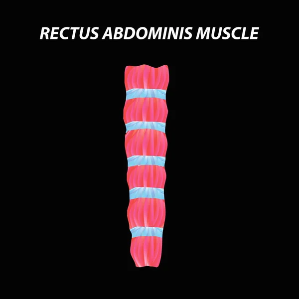 The structure of skeletal muscle. Multipennate muscle. Tendon ...