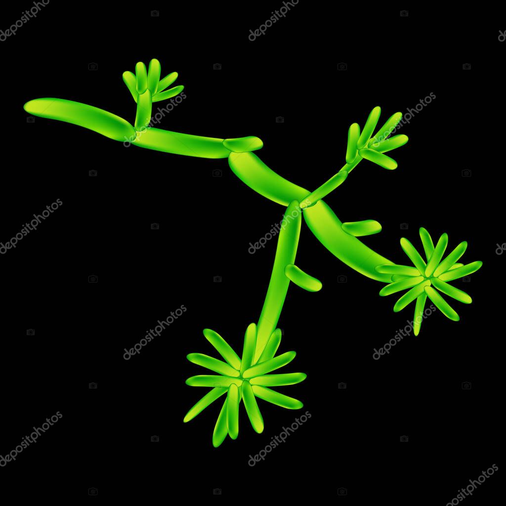 C. krusei candida. Hongos patógenos parecidos a levaduras de estructura ...