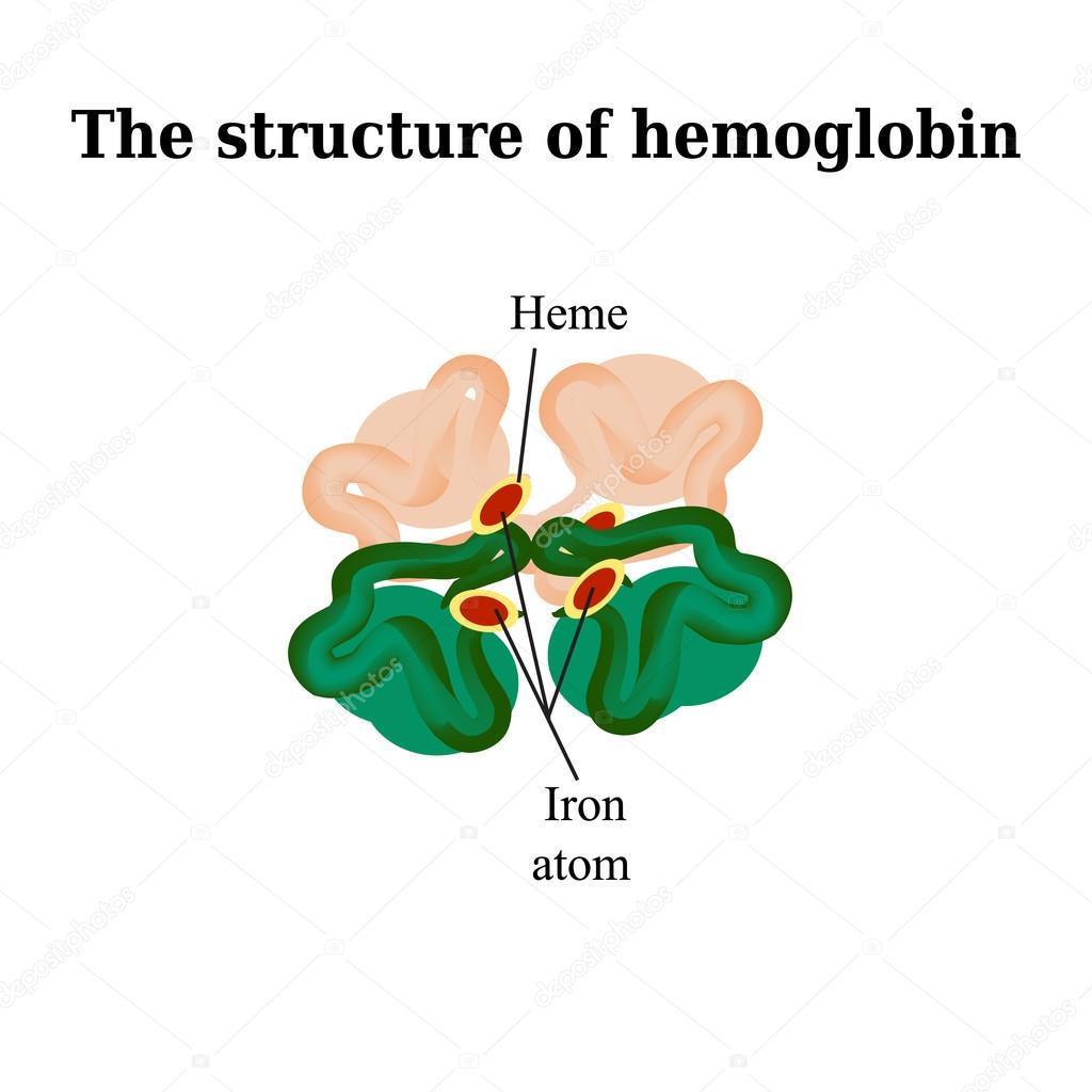 The structure of hemoglobin. Vector illustration on isolated background ...