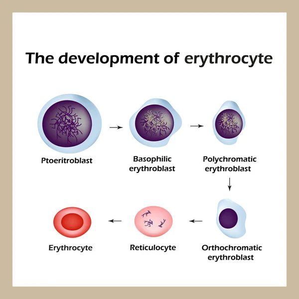 Erythrocyte Stock Vectors, Royalty Free Erythrocyte Illustrations ...