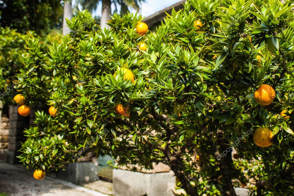 Mandarin Orange tree in with fresh fruit on brances. — Stock Photo ...