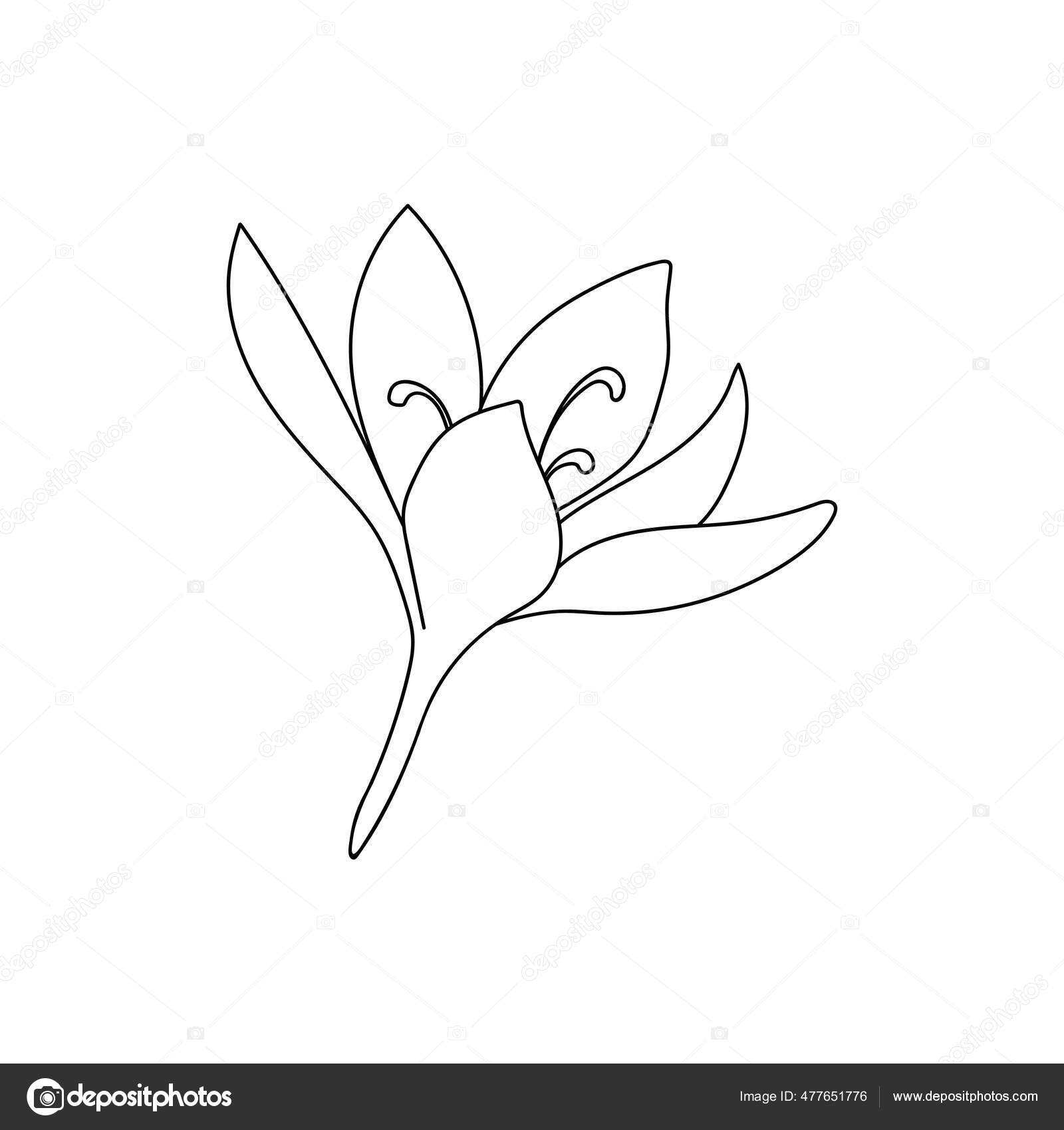 Saffron Flower Line Drawings | Best Flower Site