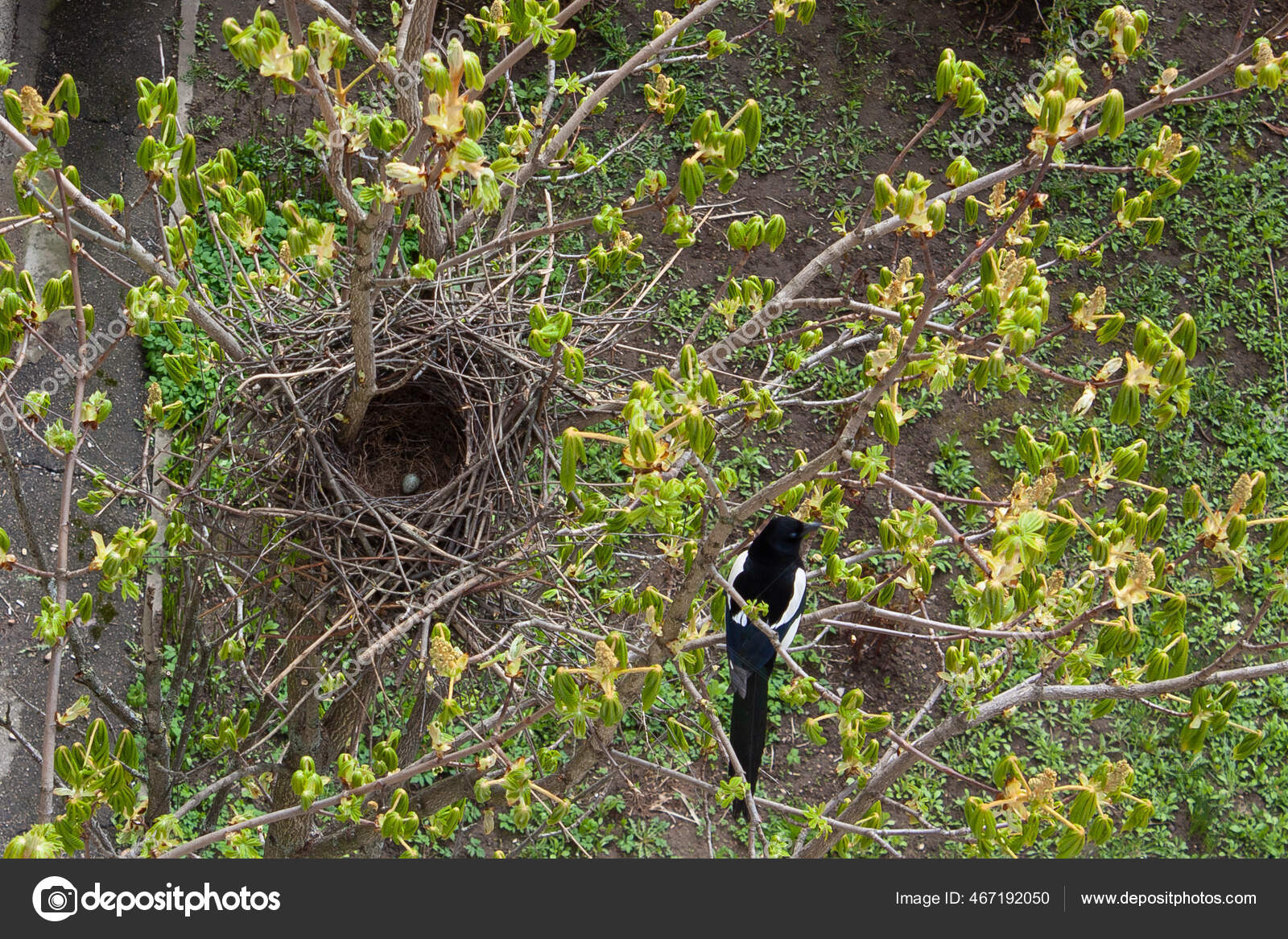 Eurasian Magpie Nest Algarve Birds Listed By Scientific Names