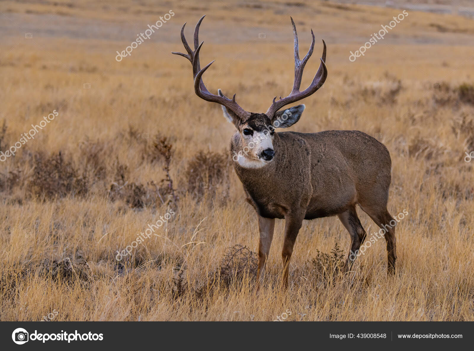 Mule Deer Buck