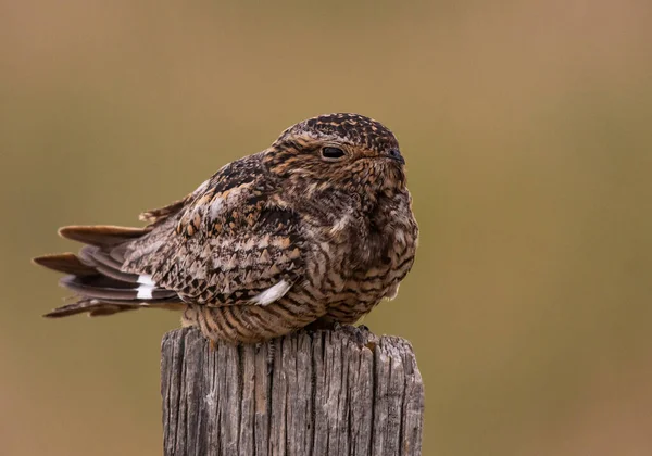Un Nighthawk común lindo encaramado en un poste de la cerca en las ...