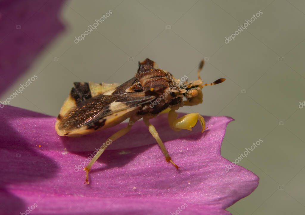 Un insecto de emboscada irregular espera pacientemente a su pr xima v ctima 2024