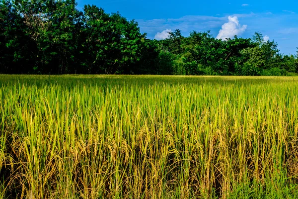 Cambodia rice field Stock Photos, Royalty Free Cambodia rice field ...