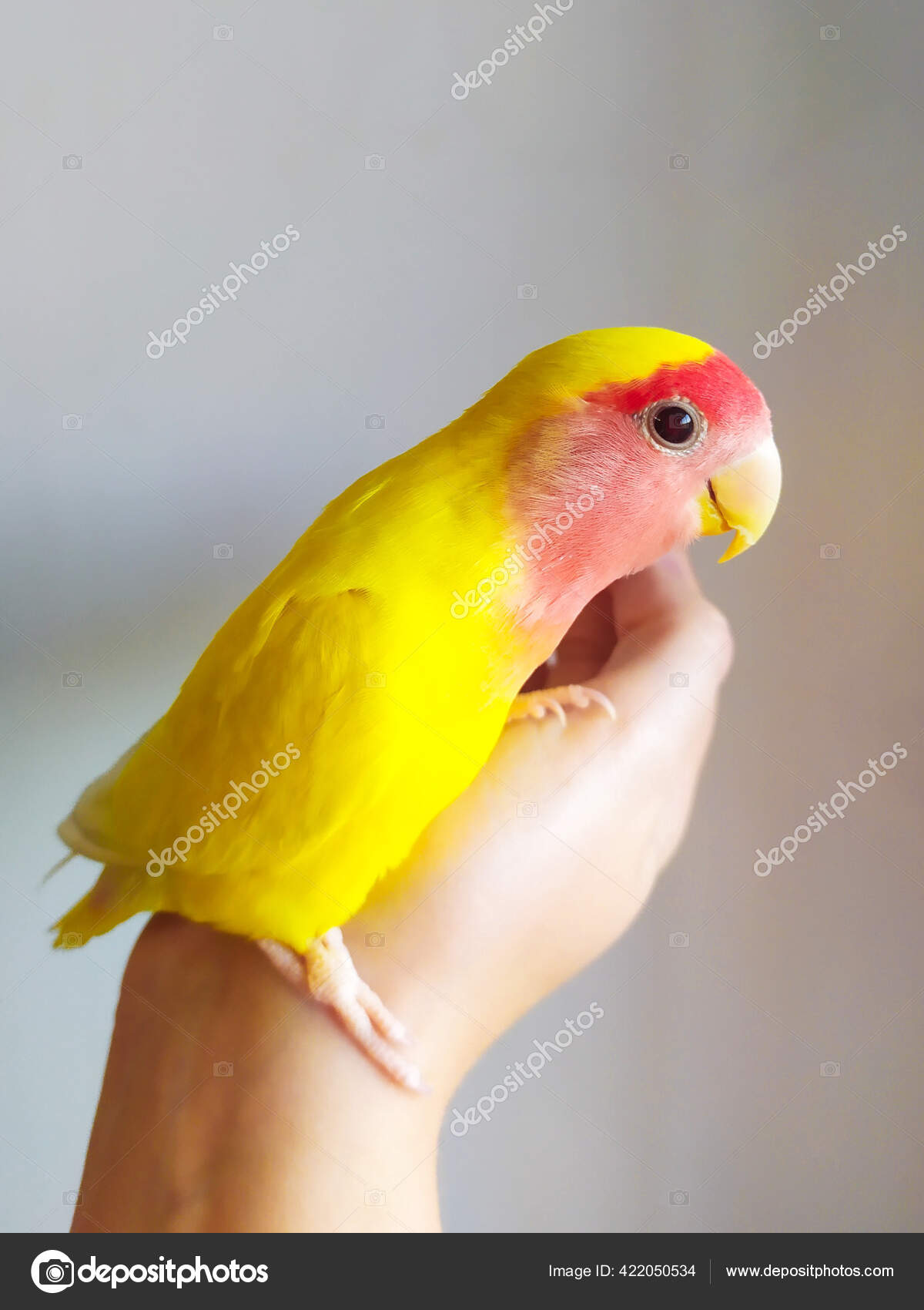 Yellow Peach Faced Lovebirds