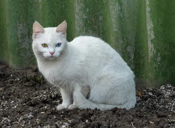 Albino Cat