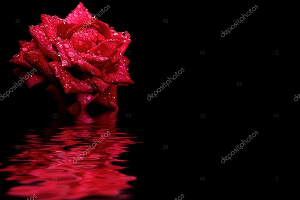 Red rose water reflection — Stock Photo © igordabari #55024527