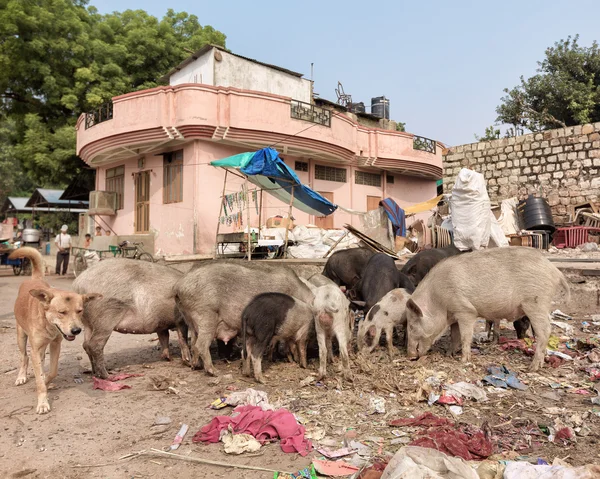 Stray dog eating trash Pictures, Stray dog eating trash Stock Photos ...