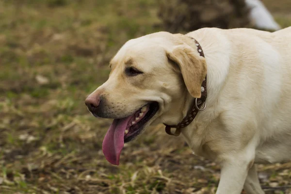 Red lab Stock Photos, Royalty Free Red lab Images | Depositphotos