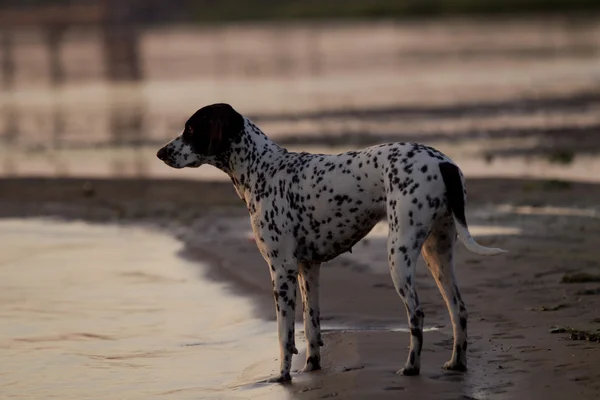 Puddle pointer Stock Photos, Royalty Free Puddle pointer Images ...