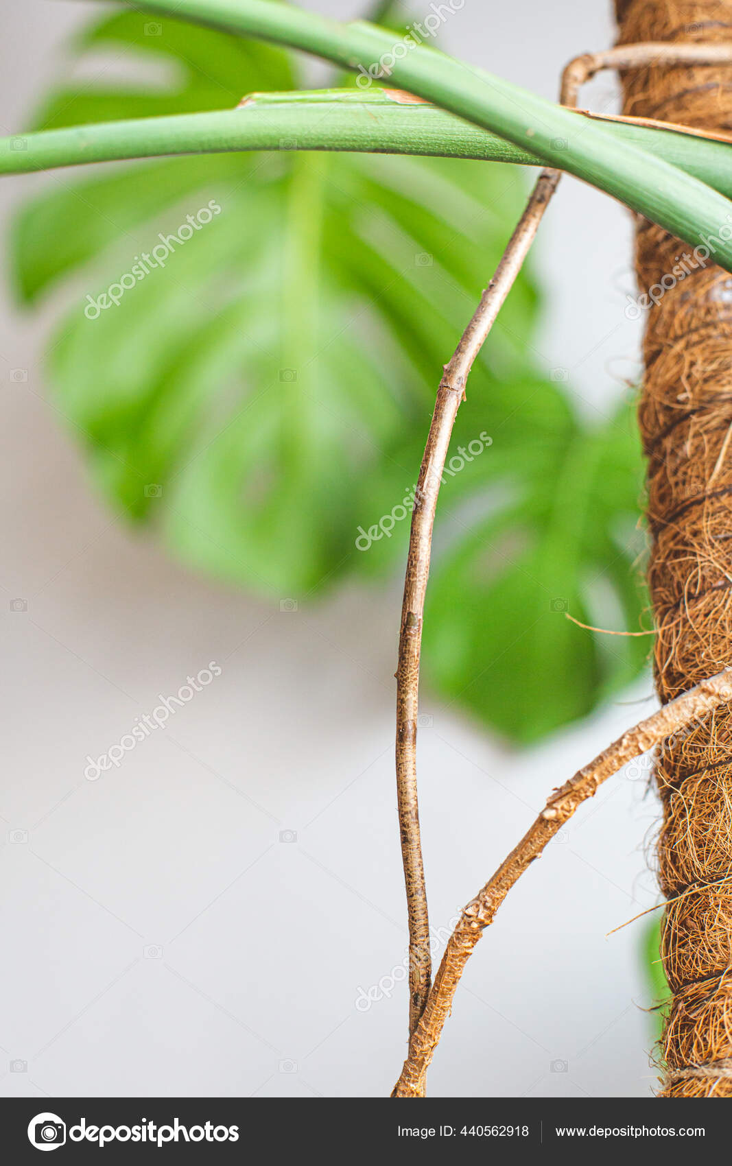 Aerial Roots Philodendron