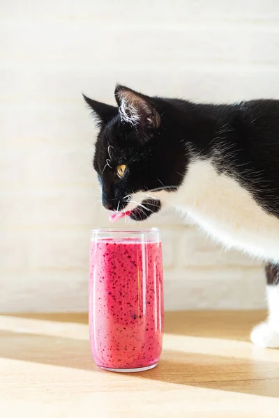 A black and white cat drinks a berry cocktail from a glass. Love for ...