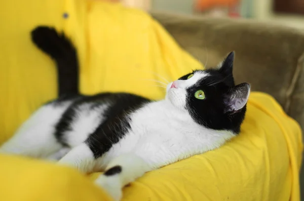 Happy cat Stock Photos, Royalty Free Happy cat Images | Depositphotos