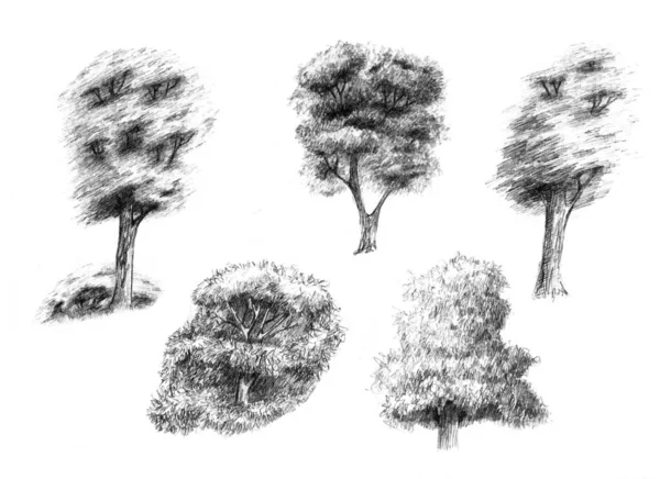 Yard Tree Drawing