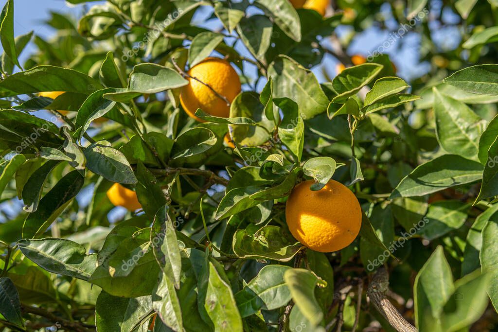 Detalle de un naranjo con naranjas en sus ramas en un día soleado. Isla ...