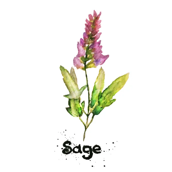 Sage Vector Art Stock Images | Depositphotos