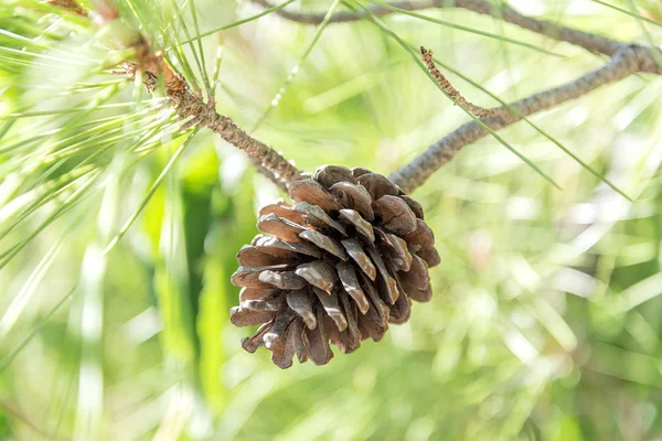 Bump tree Stock Photos, Royalty Free Bump tree Images | Depositphotos