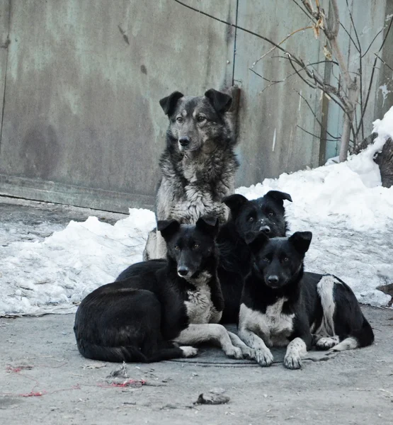 Homeless wild dogs Stock Photos, Royalty Free Homeless wild dogs Images ...