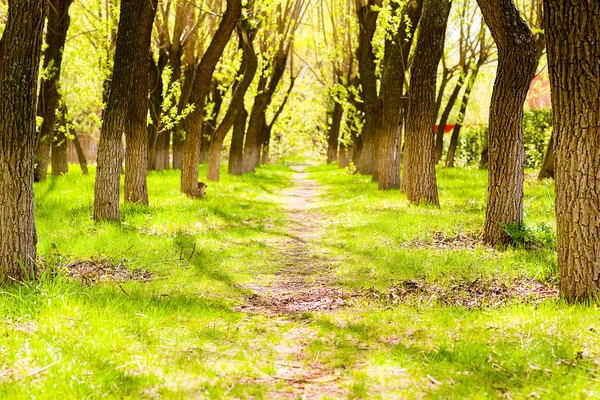 Pathway trees Stock Photos, Royalty Free Pathway trees Images ...