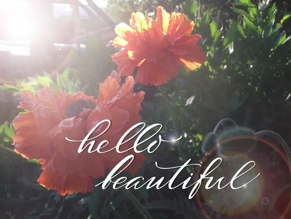 Hello beautiful Stock Photos, Royalty Free Hello beautiful Images ...