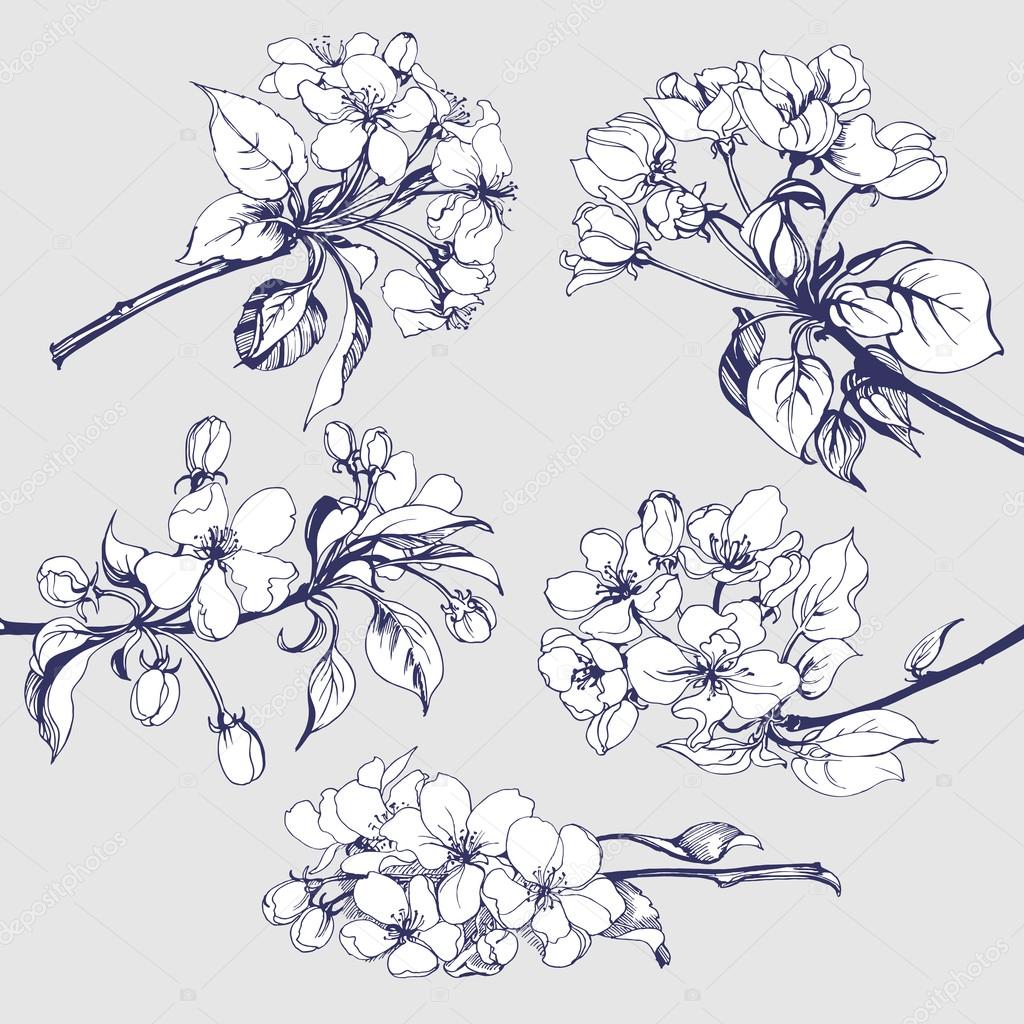 Apple Tree Branches Drawing