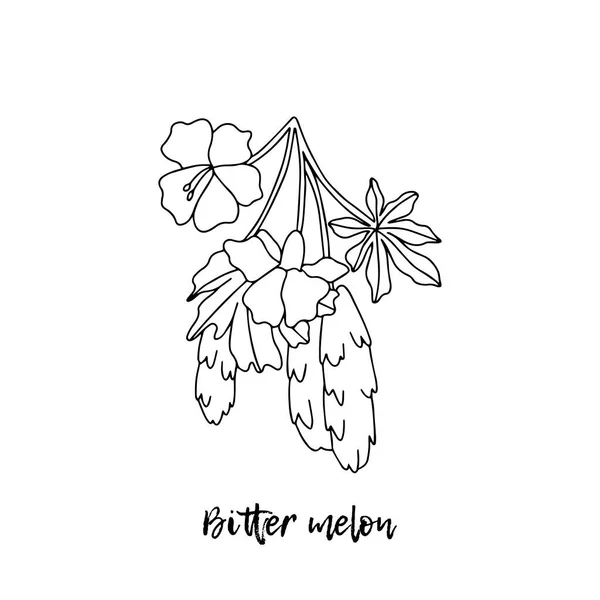 Bitter Gourd Plant Drawing