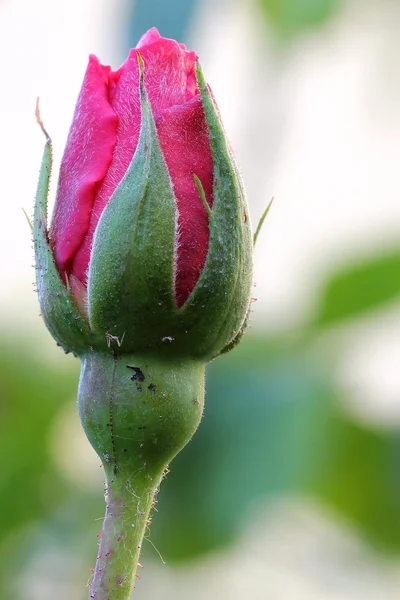 Rose bud Stock Photos, Royalty Free Rose bud Images | Depositphotos