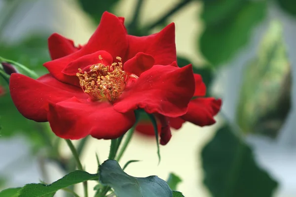 Rode rose bloem Stock Photos, Royalty Free Rode rose bloem Images ...