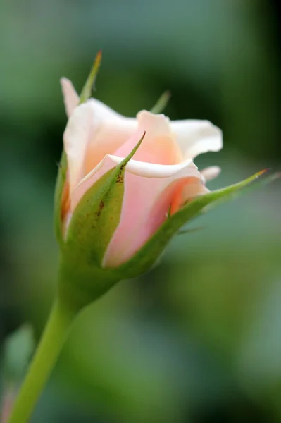 Rose bud Stock Photos, Royalty Free Rose bud Images | Depositphotos