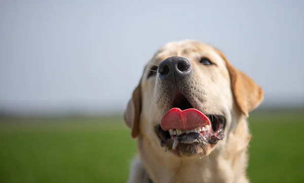 Labrador tongue Stock Photos, Royalty Free Labrador tongue Images ...