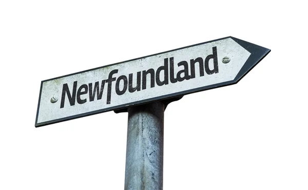 Newfoundland people Stock Photos, Royalty Free Newfoundland people ...